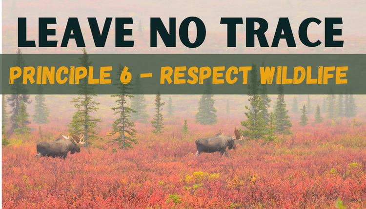 Leave No Trace: Principle 6 - Respect Wildlife – Terrain UL